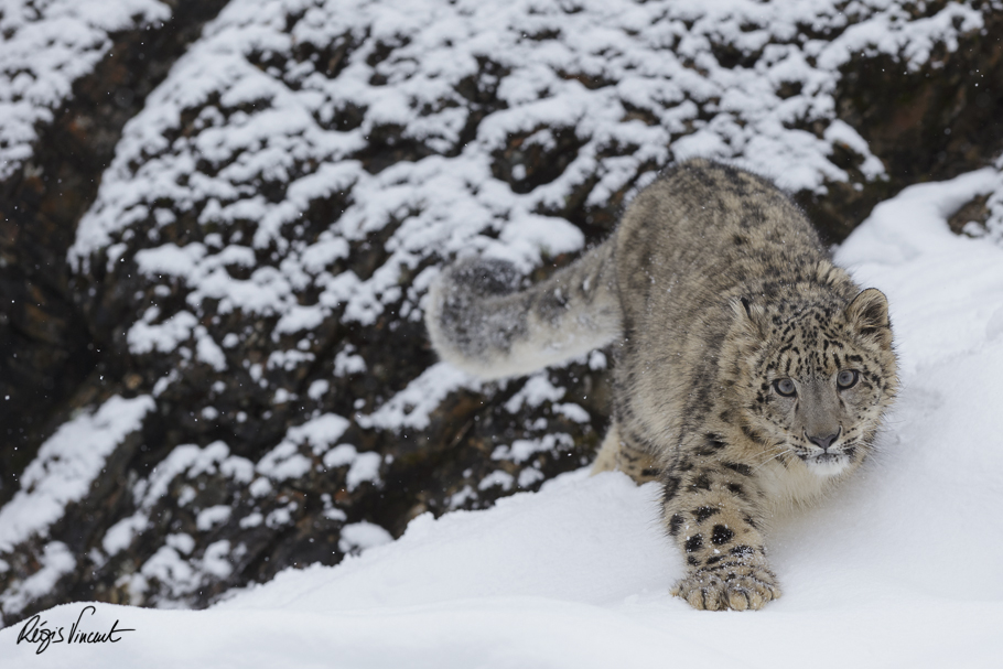 Winter in Montana: Part 2 | Regis Vincent Blog